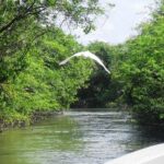 3 Palos Lagoon AfroMex Village Turtle Release & Croc Farm Visit - An In-Depth Look at the Tour