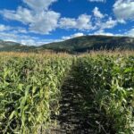 4 Days Canadian Rockies Fall/Spring Tour - Detailed Day-by-Day Breakdown