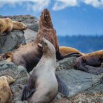 4 Hour Afternoon Whale Watching Tour - What Travelers Can Expect