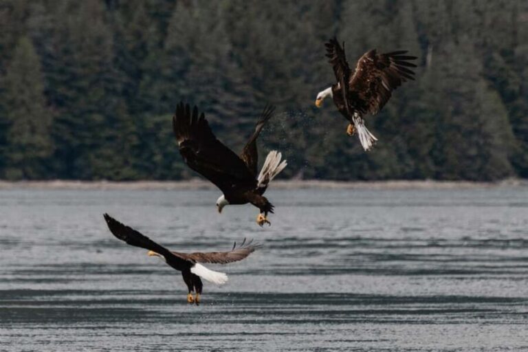 4 Hour Campbell River Whale & Wildlife Tour | Discovery West - Authentic Encounters and Traveler Insights