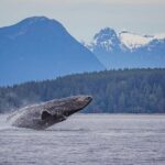4 Hour Morning Whale Watching Tour - Who Should Book This Tour?
