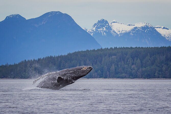 4 Hour Morning Whale Watching Tour - Who Should Book This Tour?