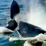 4-Hour Private Whale Watching in Puerto Vallarta - Practical Details: What You Should Know