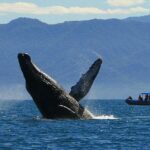 4-Hour Whale Watching Cruise in Puerto Vallarta - Final Thoughts