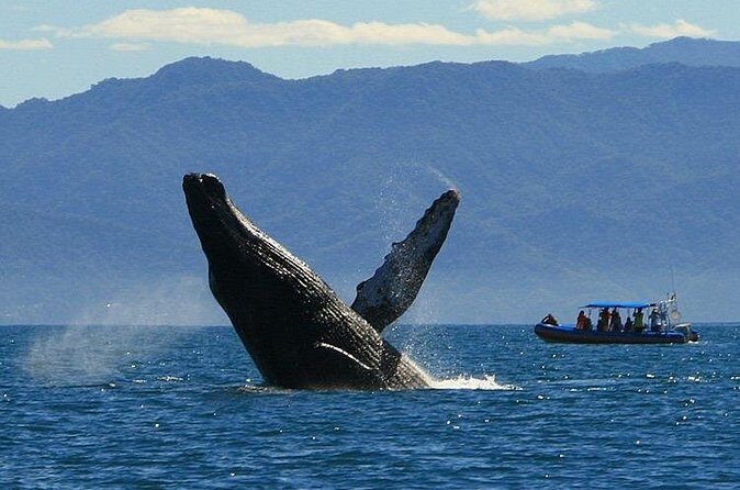 4-Hour Whale Watching Cruise in Puerto Vallarta - Final Thoughts