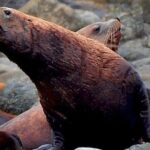 4-Hour Wildlife and Coastal Tour in Juneau, Alaska - The Value of This Experience