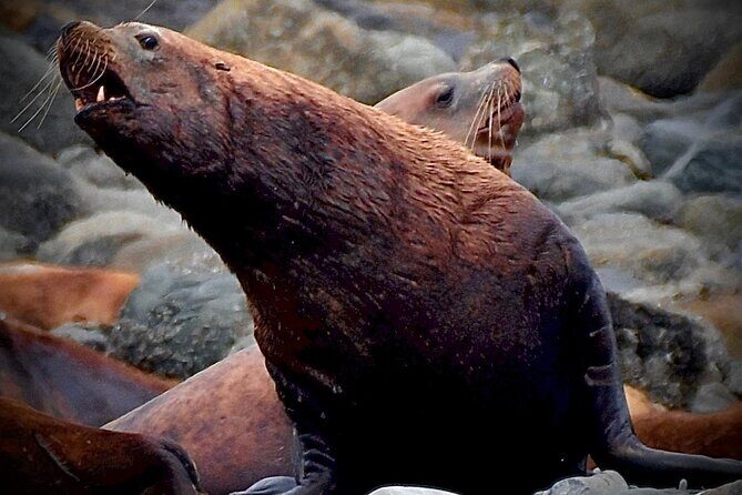 4-Hour Wildlife and Coastal Tour in Juneau, Alaska - The Value of This Experience