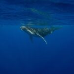 4 Hours of Humpback Whale Watching in Tahiti - Authenticity and Respect for Marine Life