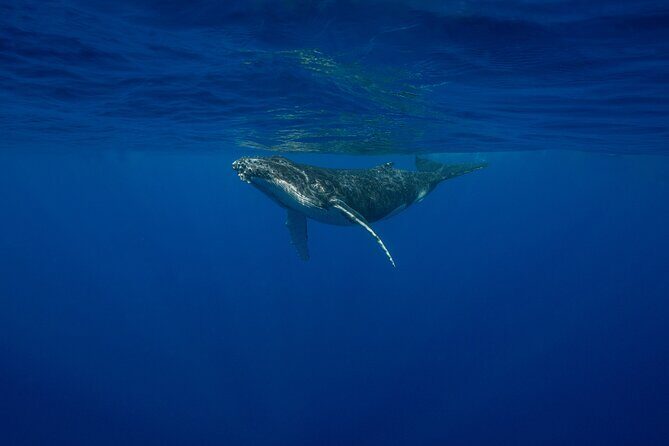 4 Hours of Humpback Whale Watching in Tahiti - Authenticity and Respect for Marine Life