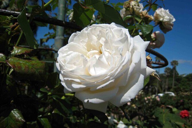 4 Hours Private City Tour in Auckland - Transportation, Comfort, and Extras