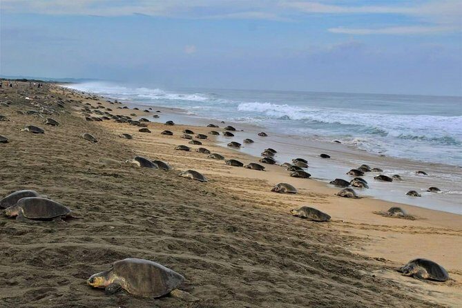 4 in 1 Tour - Mazunte, Cacao Factory, La Ventanilla National Park & Turtle Spawn - The Practical Side: What to Know Before You Book