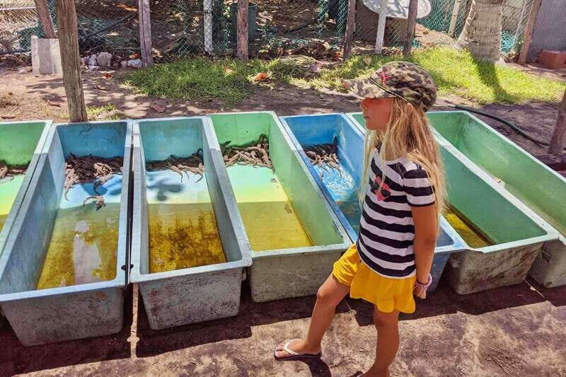 4-in-1 Tour - Mazunte, Cacao Factory & Turtle Spawn/Release - Who Would Love This Tour?