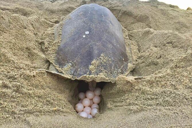 4-in-1 Tour - Mazunte,Cacao Factory, La Ventanilla & Turtle Spawn - Authentic Experiences and What Travelers Say