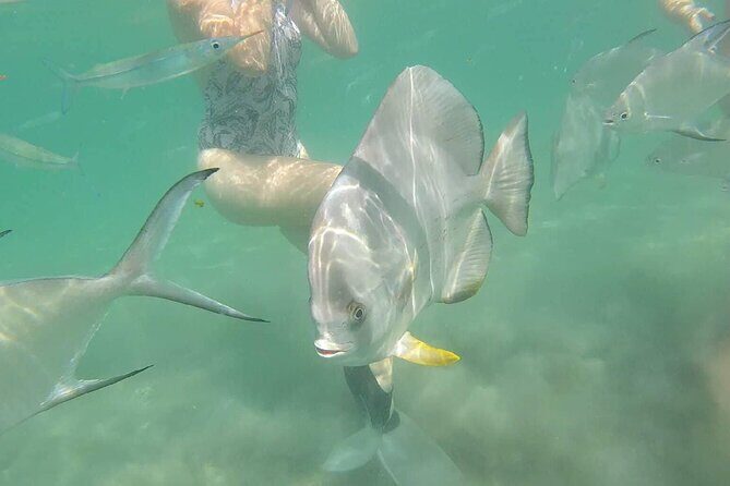 4H Snorkeling and Fishing Cruise on Magnetic Island - Authentic Insights from Reviews