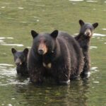 4hr Custom Private Tour of Ketchikan (14 People) Wildlife + More - Who Is This Tour Best For?