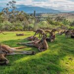 5 Day Island Icons Tassie Day Tour Bundle - An In-Depth Review of the 5-Day Itinerary