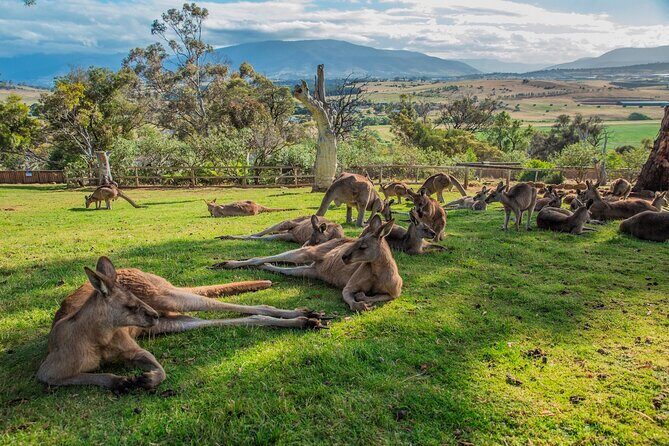 5 Day Island Icons Tassie Day Tour Bundle - An In-Depth Review of the 5-Day Itinerary