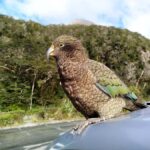 5 Day South Island New Zealand Private Tour from Queenstown - Practical Aspects and What You Should Know