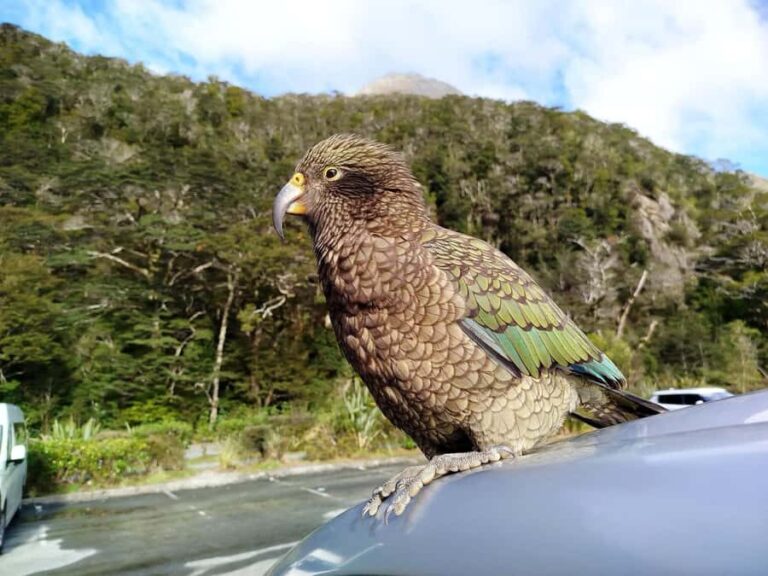 5 Day South Island New Zealand Private Tour from Queenstown - Practical Aspects and What You Should Know