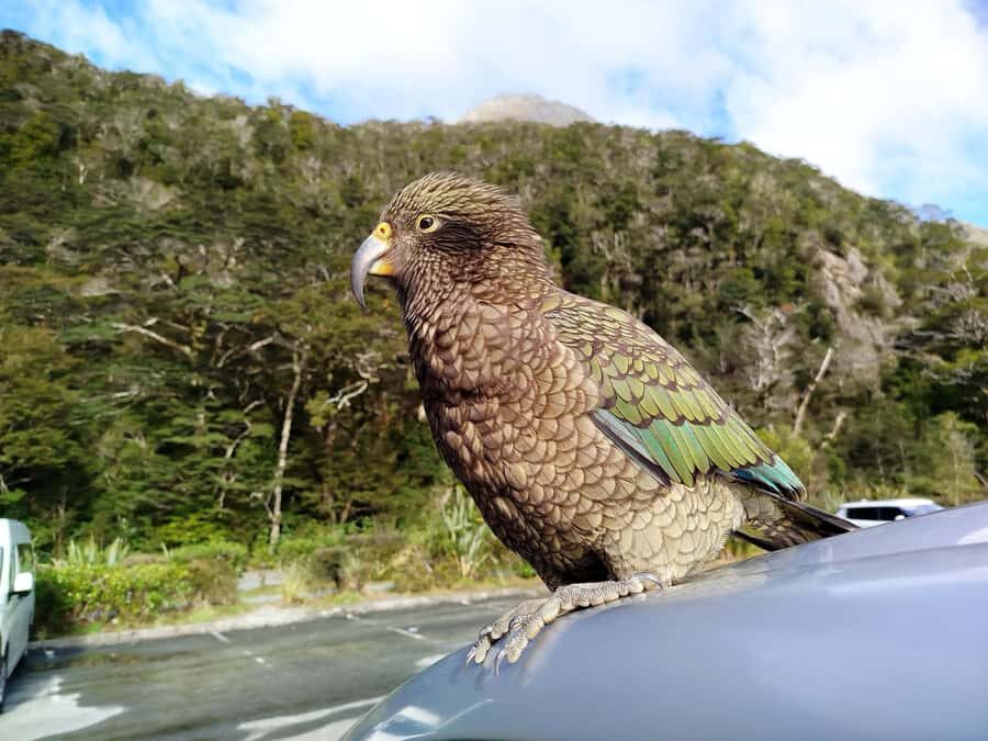 5 Day South Island New Zealand Private Tour from Queenstown - Practical Aspects and What You Should Know