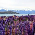 5-Day South Island Tour from Christchurch - Why This Tour Offers Value