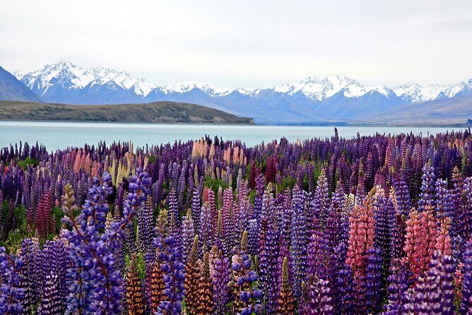 5-Day South Island Tour from Christchurch - Why This Tour Offers Value
