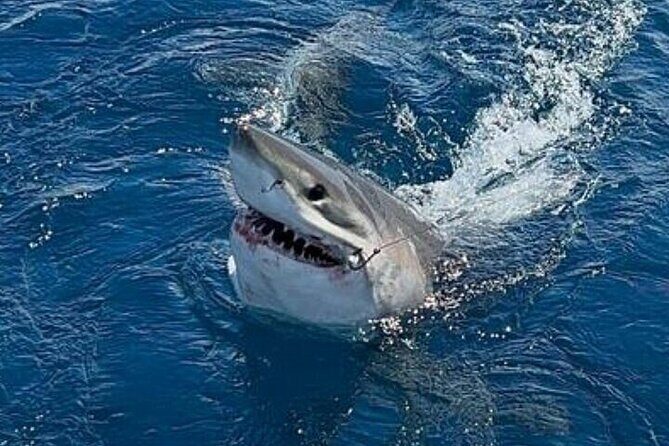 5-Hour Private Sportfishing Charter in Fort Lauderdale - What to Expect on Your Fort Lauderdale Fishing Trip