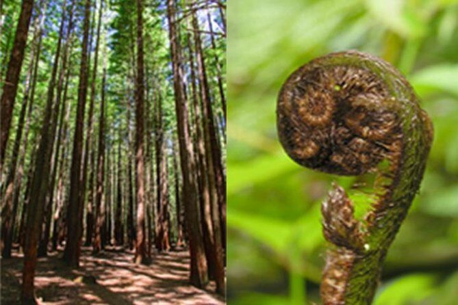 6.5 hour Small-Group Rotorua Naturally Shore Excursion - Tauranga - What We Love About This Tour