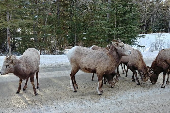 6 Day Canadian Rocky Mountains Explorer Private Tour - What We Love About the Tour