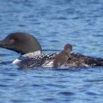 6 Hour Algonquin Park Canoe Trip - In-Depth Breakdown of the Itinerary