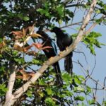 6-Hour Birdwatching Ruta de los Cenotes Playa del Carmen - What to Expect From the Experience