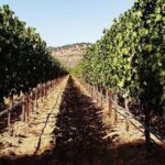 6-Hour Luxury Napa Wine Tasting Tour with Route Planning - Who Is This Tour Best For?