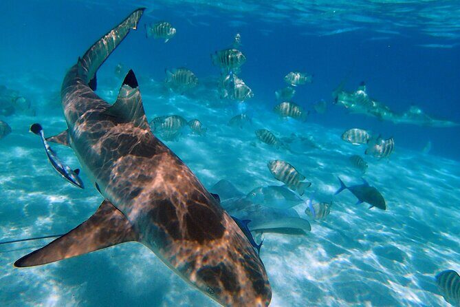 6 Hour Private Boat Activity with Snorkeling & Lunch - Final Thoughts on Value