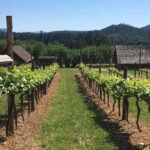 6-Hour Victoria to Cowichan Wine Tour - Practical Considerations and Tips