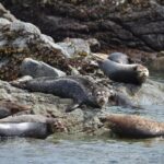 6 hour Zodiac Whale Watching Tour - The Highlights: Wildlife and Scenic Stops