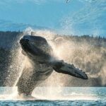 6hr Custom Private Tour of Ketchikan (4 People) Wildlife + More - Final Thoughts