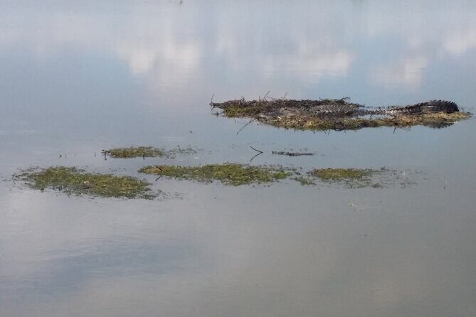 90 Minute Airboat Tour in the Florida Everglades - Who Should Book This Tour?