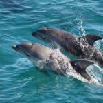 90 minute wildlife and scenic cruise - Starting Point and Logistics