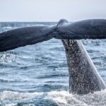AAA NOOSA Whale watching experience in Noosa Whalesongsnoosa - The Value of a 2-Hour Marine Experience