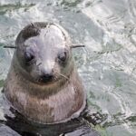 Abel Tasman: Sea Shuttle Cruise and Walking Tour Combo - What Is the Abel Tasman Sea Shuttle and Walking Tour Combo?