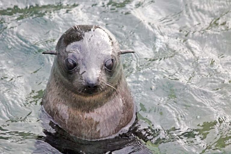 Abel Tasman: Sea Shuttle Cruise and Walking Tour Combo - What Is the Abel Tasman Sea Shuttle and Walking Tour Combo?