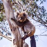 Abseiling Adventure in Adelaide - What Makes This Tour Stand Out?