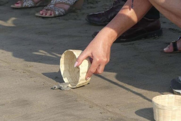 -Acapulco: 6hr City Tour & Turtle Release & High Diver Show - What to Expect at Each Stop