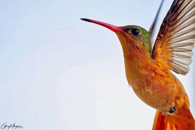 Acapulco: Early Birding Feathered Wonders with Breakfast - The Sum Up