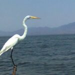 Acapulco Shore Excursion: Coyuca Lagoon Cruise - The Value Proposition