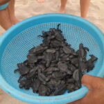 Acapulco: Turtle Release Experience - Practical Tips for Making the Most of the Tour