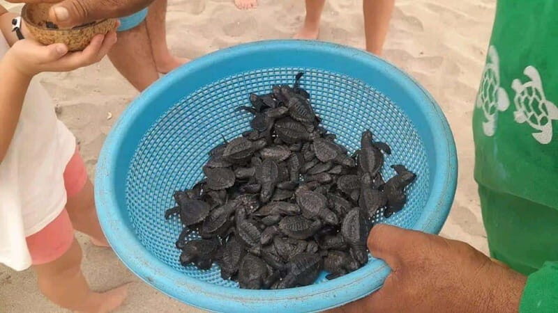 Acapulco: Turtle Release Experience - Practical Tips for Making the Most of the Tour