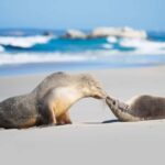 Adelaide: 3-Day Kangaroo Island Adventure Tour with Camping - The Itinerary: What to Expect Day by Day