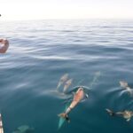 Adelaide: 4-Hour Guaranteed Wild Dolphin Watching Cruise - The Itinerary: What to Expect