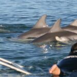 Adelaide: 4-Hour Swimming with Dolphins Experience - The Itinerary: What to Expect